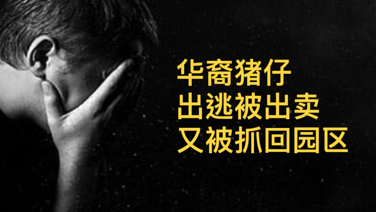 华裔猪仔出逃被出卖 又被抓回园区 | 新生活报 - ILifePost爱生活