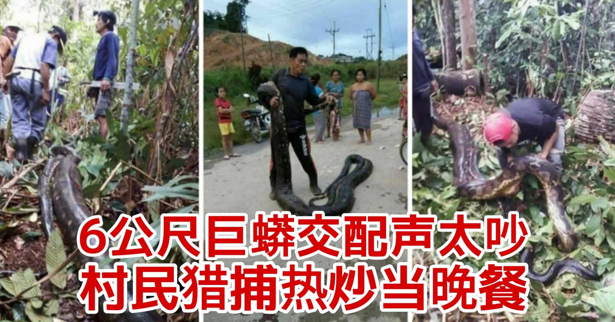 6公尺母巨蟒交配声太吵村民猎捕热炒当晚餐 | 新生活报 - ILifePost爱生活