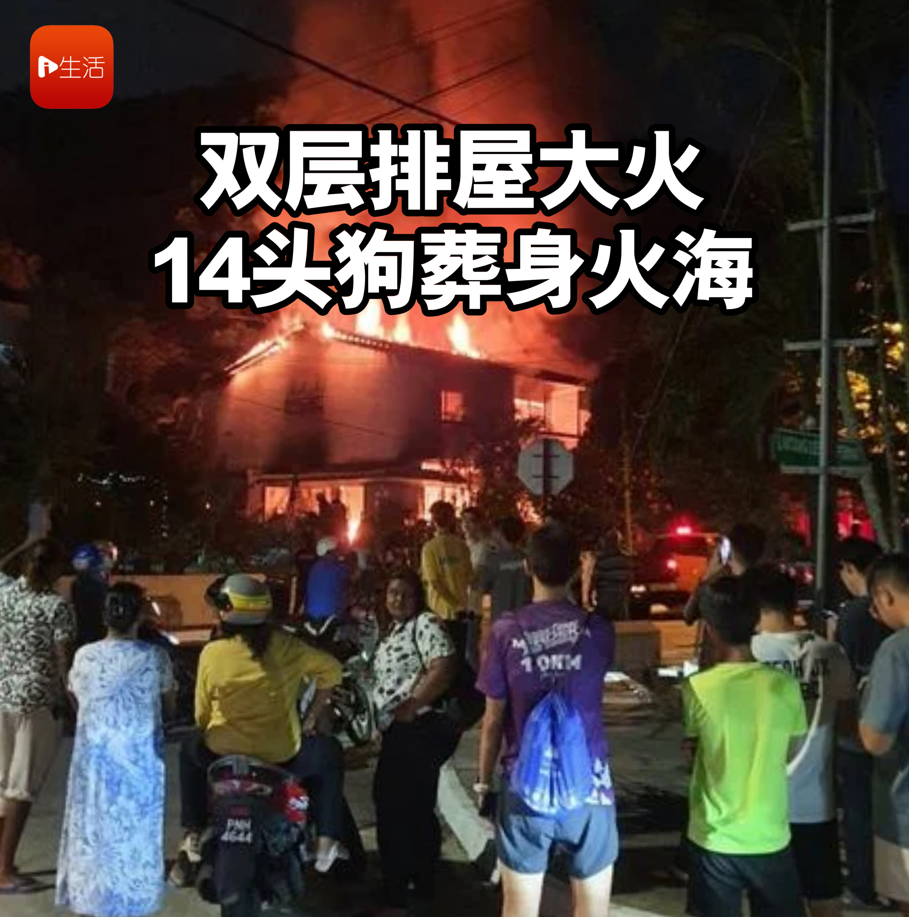 双层排屋大火 14头狗葬身火海 | 新生活报 - ILifePost爱生活