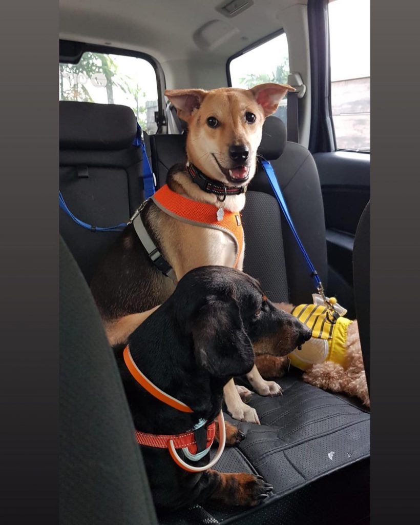 大马前新闻主播创办 宠物托儿所 狗狗每天坐校车上学 | 新生活报 - ILifePost爱生活