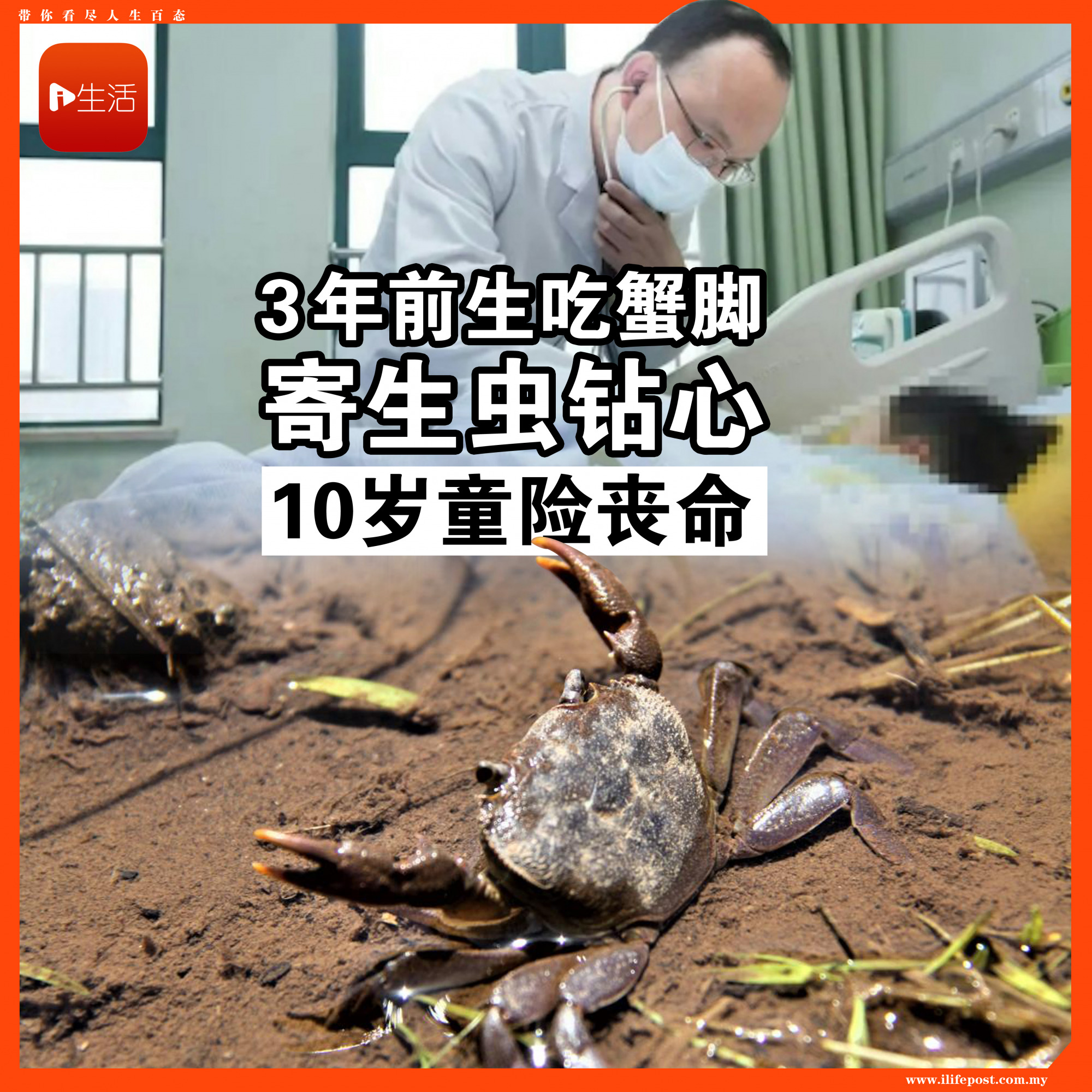 寄生虫钻心！10岁童过年呕吐 揭3年前生吃蟹脚 染肺吸虫险丧命 | 新生活报 - ILifePost爱生活