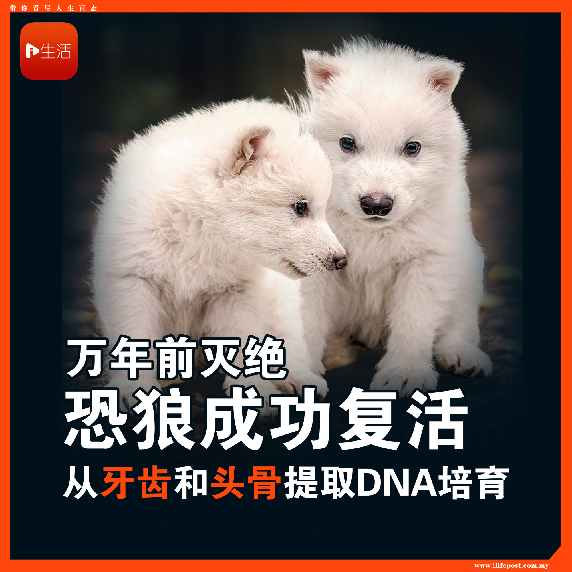 万年前灭绝 恐狼成功复活 从牙齿和头骨提取DNA培育 | 新生活报 - ILifePost爱生活